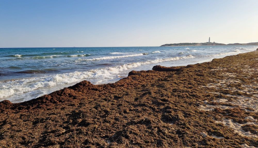 El alga invasora amenaza a Los Caños a las puertas del verano