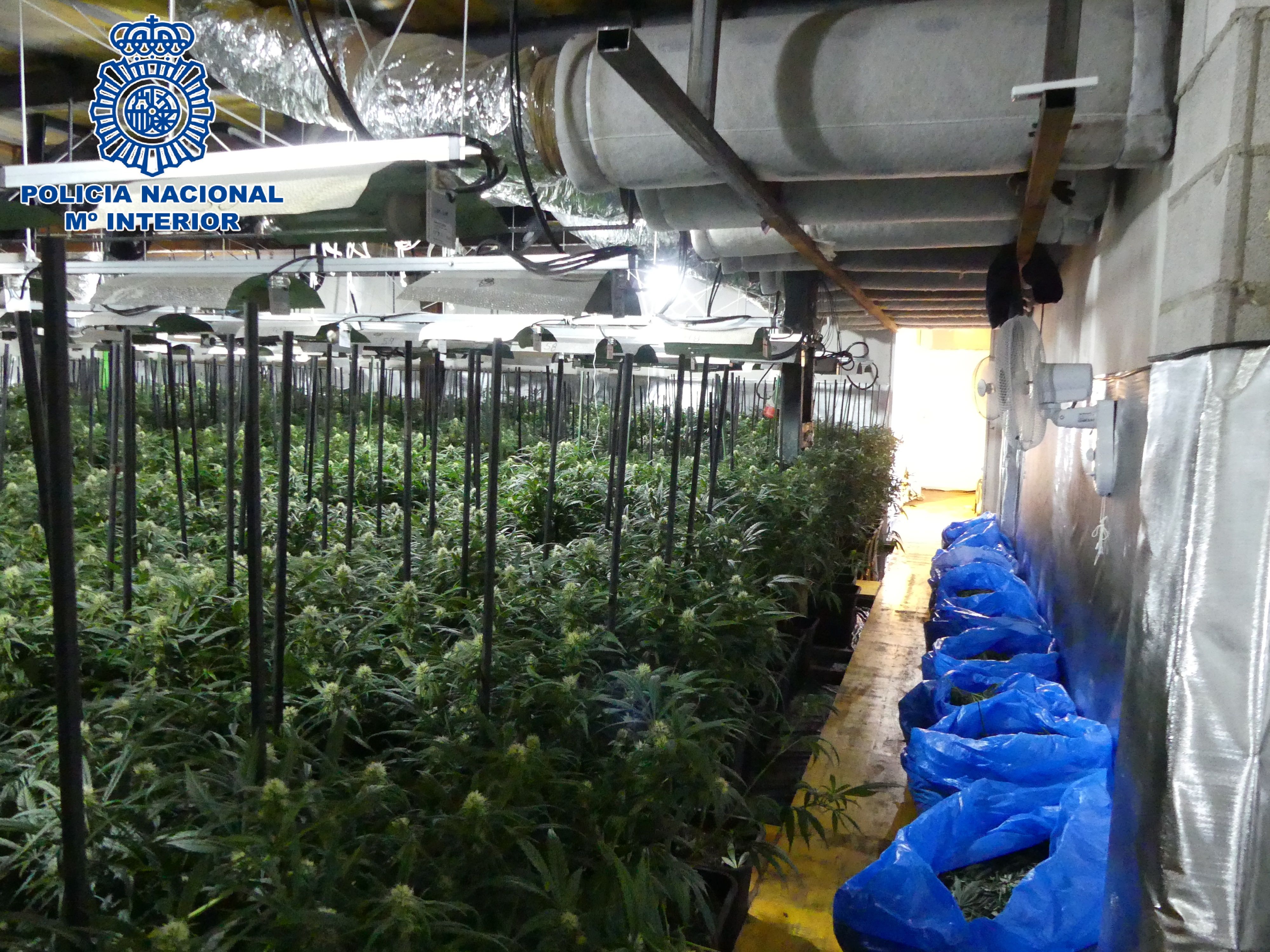 Intervenidas más de 2.300 plantas de marihuana en una nave en Arcos