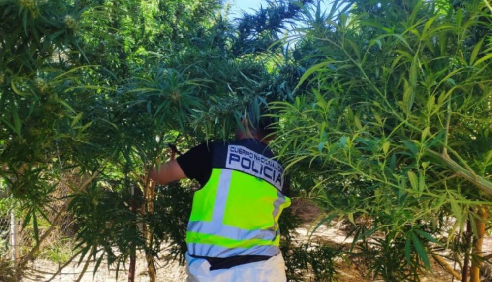 Enganches ilegales con riesgo de incendios: desmantelan plantaciones de marihuana en el Pago de ...