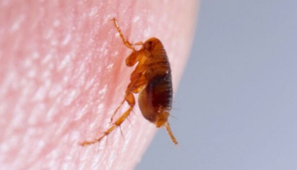 ¿Qué es el tifus del que habla el concejal de cultura del PP de Torrox?