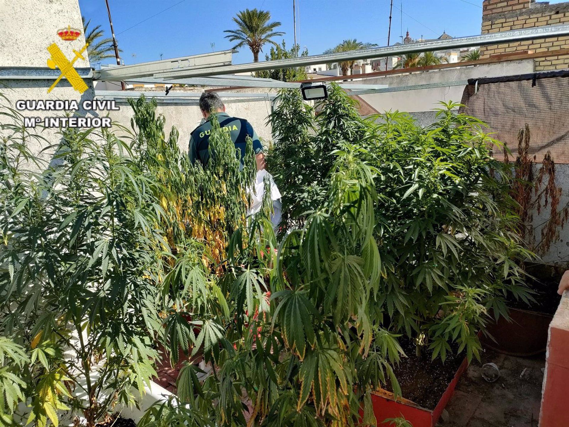 Detienen a un vecino de Las Cabezas con 24 plantas de marihuana bajo una lona en la azotea de su ...