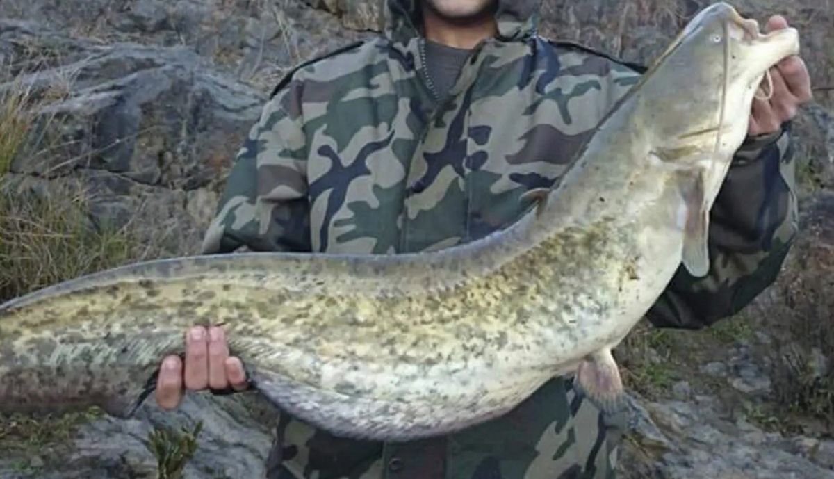 Este pez exótico invasor de hasta 200 kilos echa raíces en el río ...