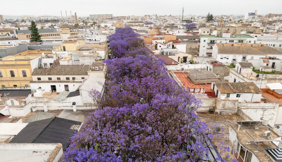 Avenida con jacarandas