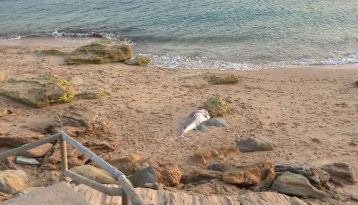 Los Caños de Meca, sin arena ni accesos arreglados: no pueden retirar ...