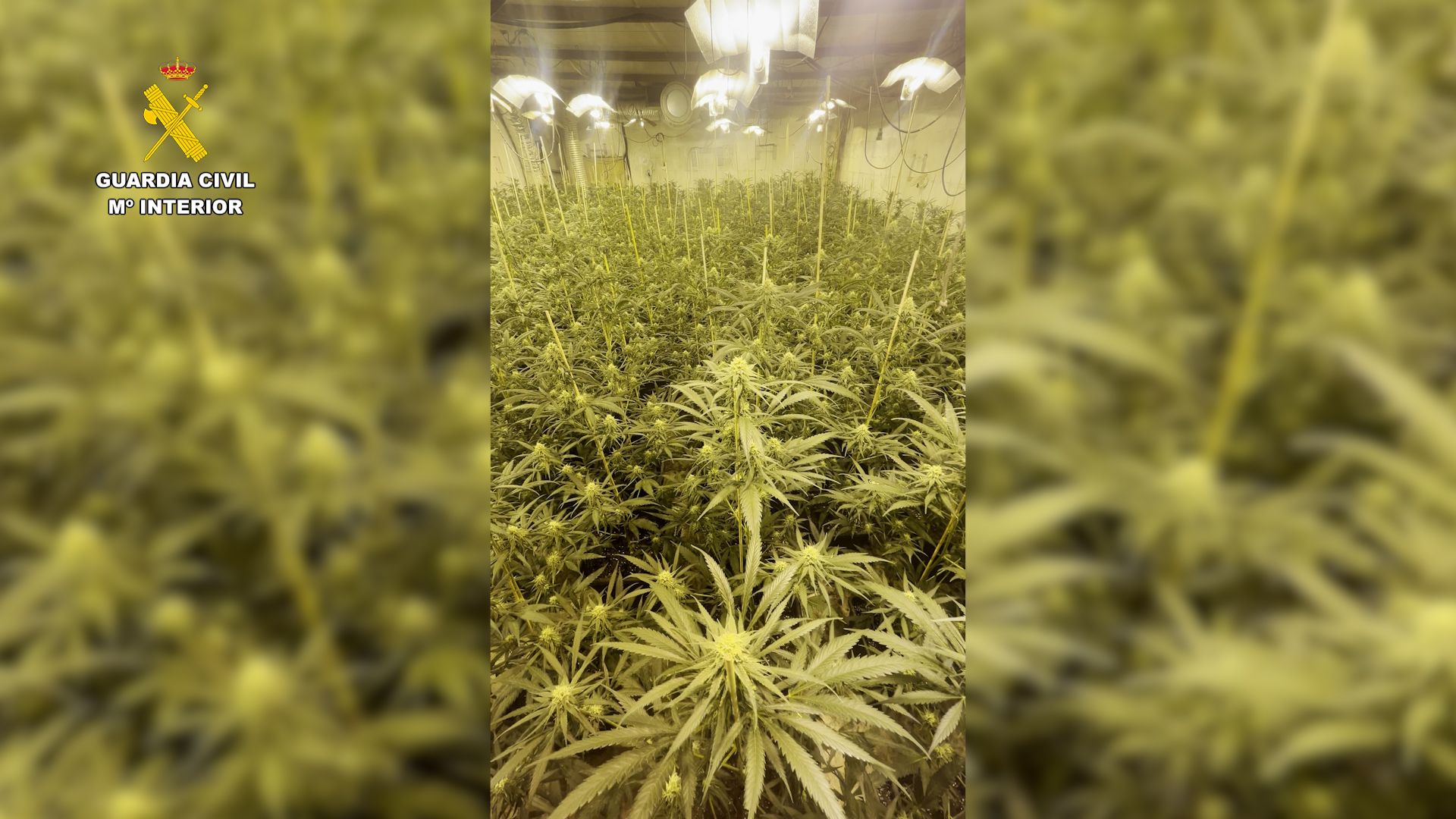 Una pareja escondía en una explotación ganadera de Sevilla casi 300 plantas de marihuana
