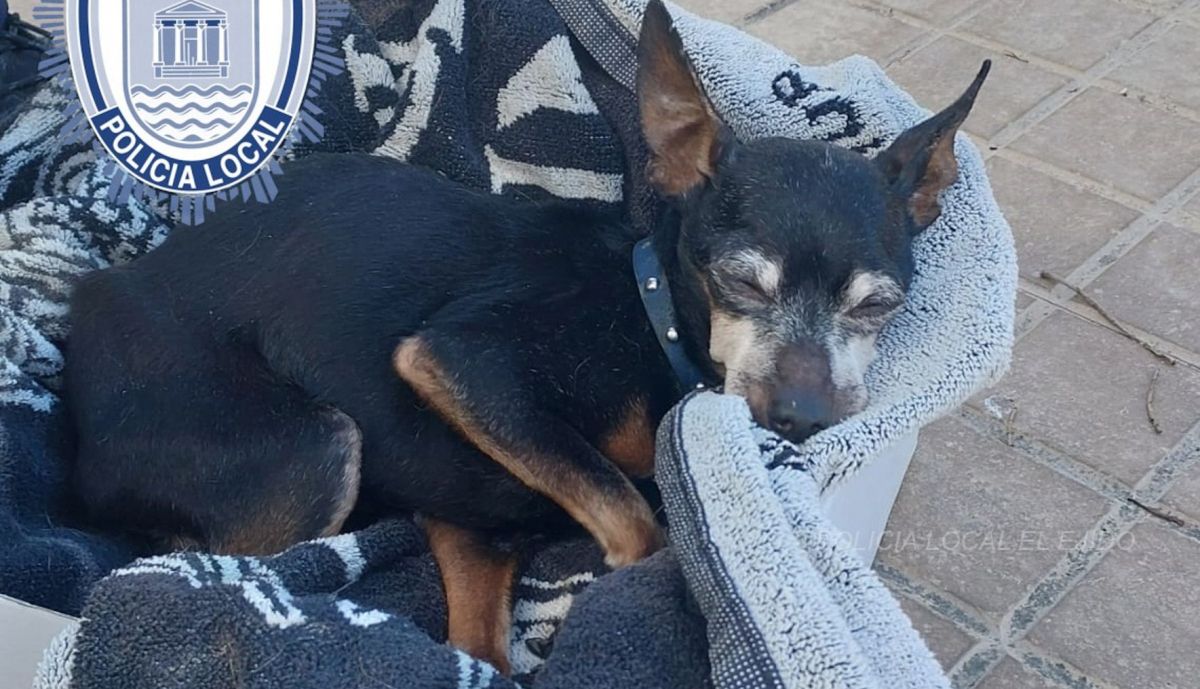 Tira a su perro al contenedor de basura en Almería