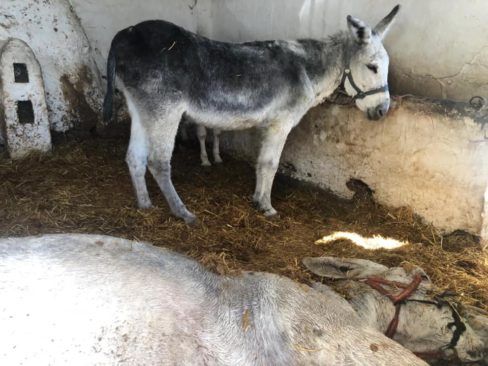 Fallece "agónicamente" un burro en Mijas, "víctima de la explotación ...
