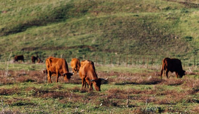 La ganadería extensiva beneficia a todos; la administraci...